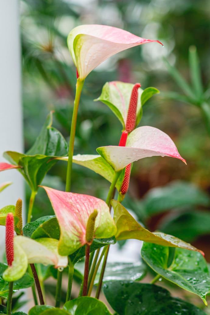Anthurium Guide: How to Care for a Flamingo Flower