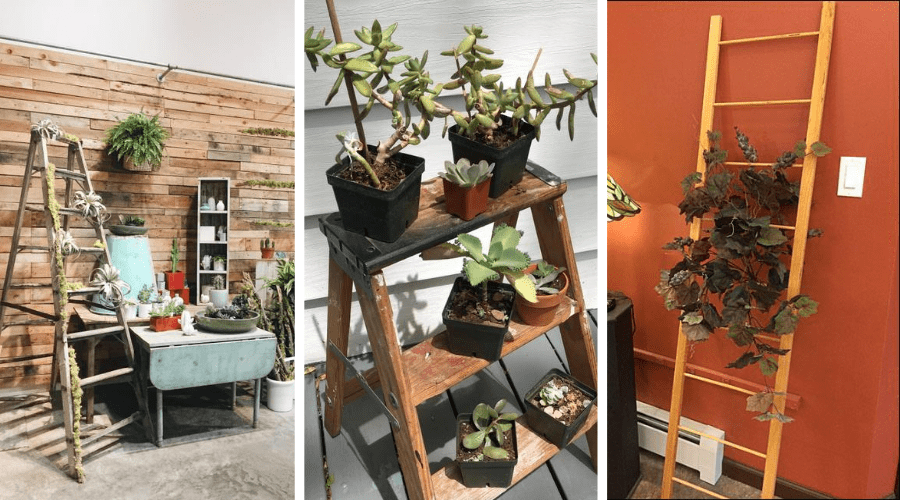 20 Fun and Interesting Ways to Display Your Houseplants