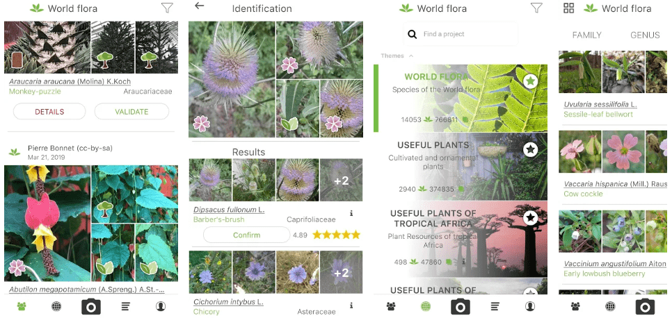 How to Identify House Plants: Everything You Need to Know to ID a ...