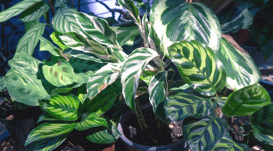 Prayer Plant Guide: How to Take Care of a Maranta Plant