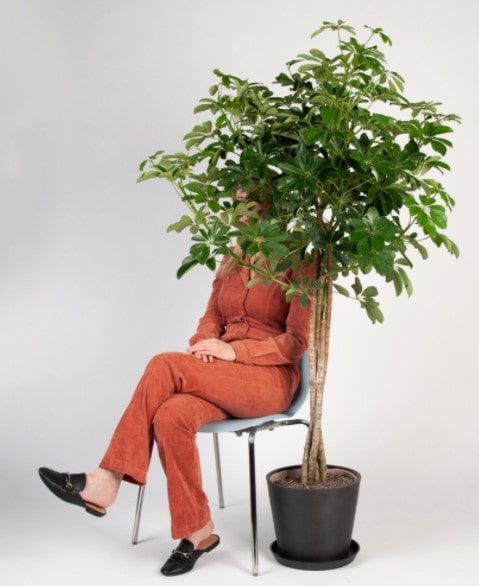 Umbrella Tree Guide: How to Take Care of the Shefflera Plant