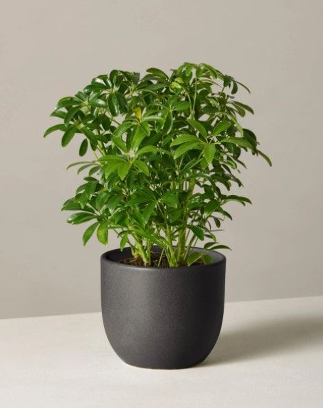 Umbrella Tree Guide: How to Take Care of the Shefflera Plant