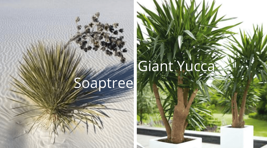 Yucca Guide: How to Care for a Yucca Plant Indoors or Outside