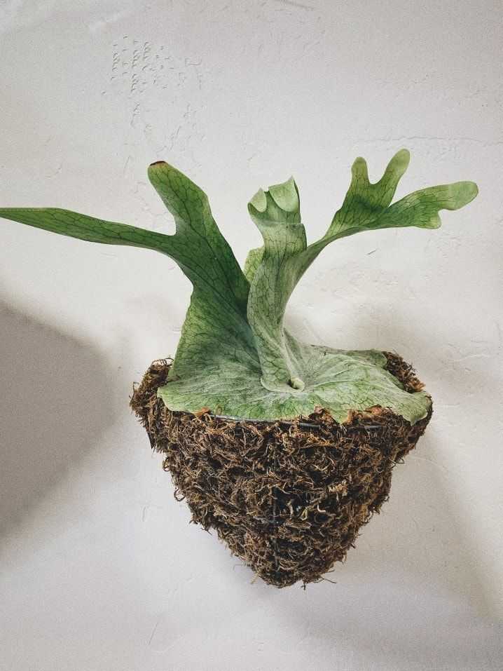 Staghorn Fern Guide: How to Care for a Platycerium Plant