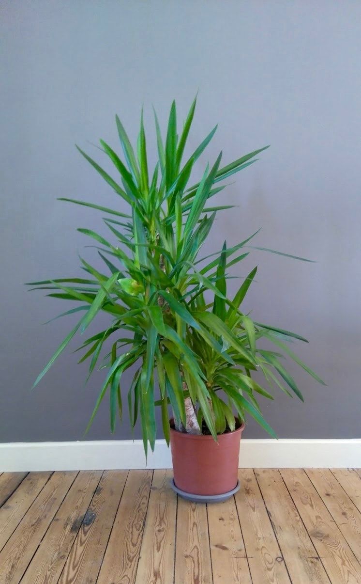 Yucca Guide: How to Care for a Yucca Plant Indoors or Outside