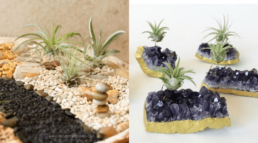 The 18 Absolute Best Ways to Display Your Air Plants