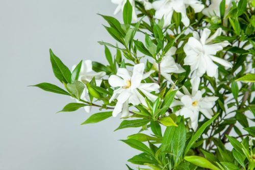 Gardenia Guide: How to Care for Gardenia Plants