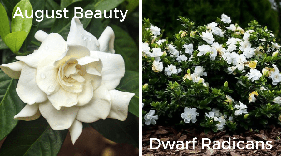 Gardenia Guide: How to Care for Gardenia Plants