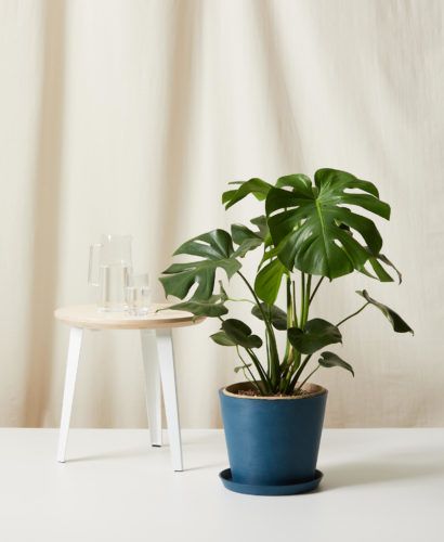 Split Leaf Philodendron Guide: How to Care for a Monstera Deliciosa Plant