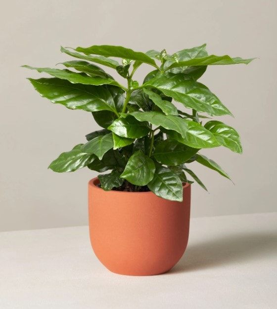 Coffee Plant Guide: How to Care for a Coffea Arabica