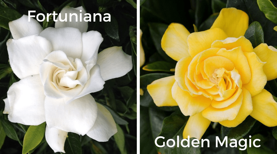 Gardenia Guide: How to Care for Gardenia Plants