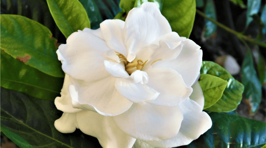 Gardenia Guide: How to Care for Gardenia Plants