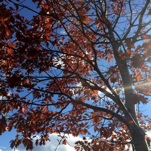 Is Oak Good for Firewood? Oak Firewood Guide