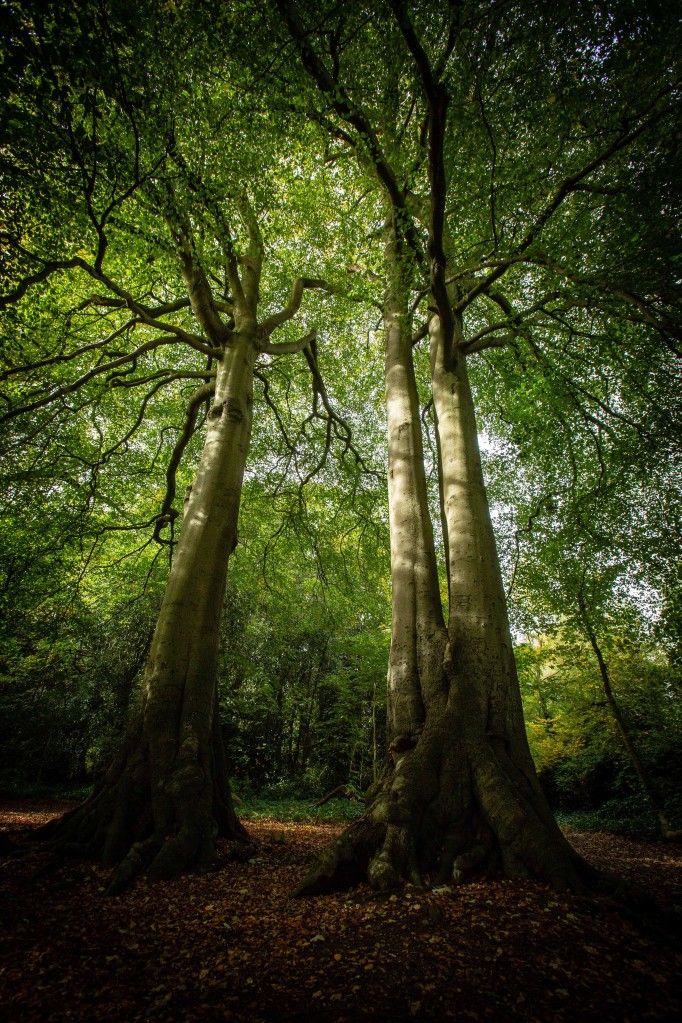 Is Beech Good Firewood? A Guide to Beechwood