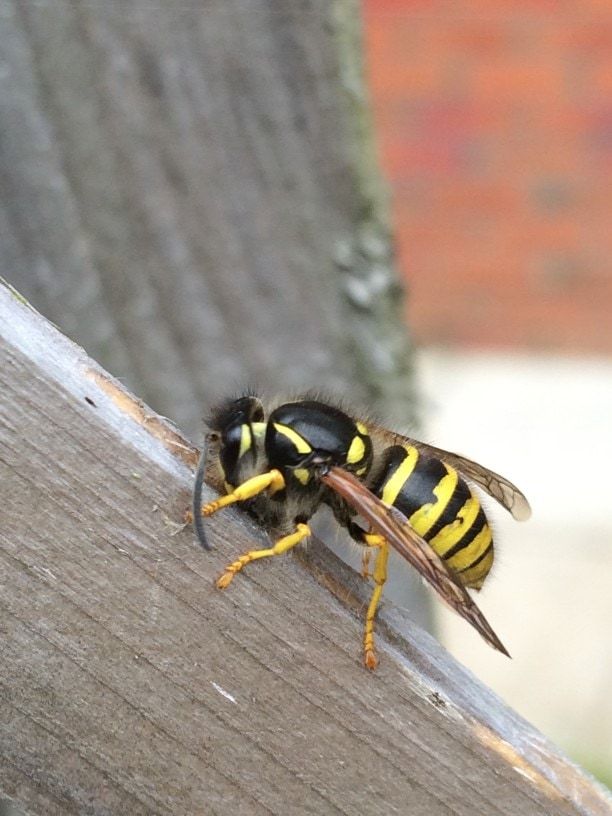 Termites in Firewood: How to Spot Them & What to Do