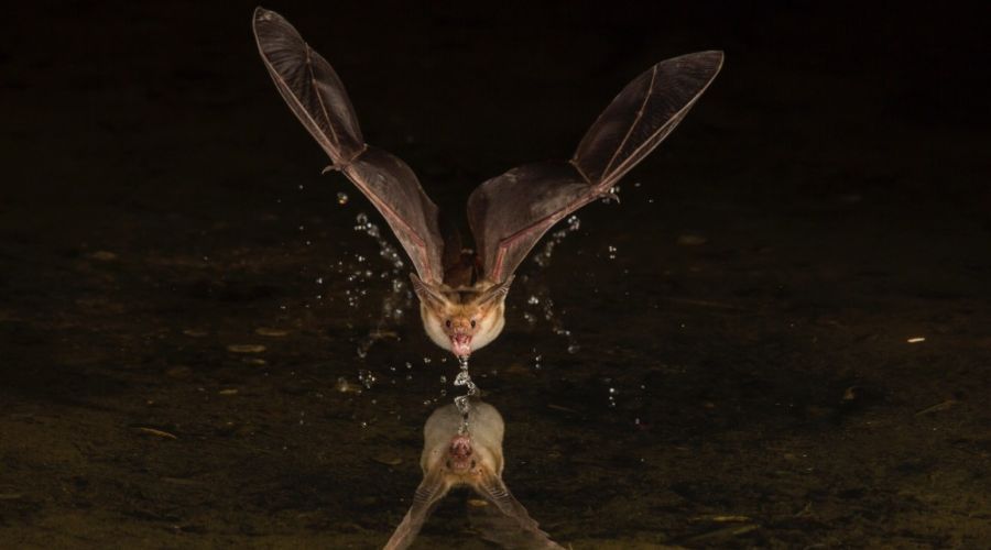 The Best Bat Guano Fertilizer for Your Garden