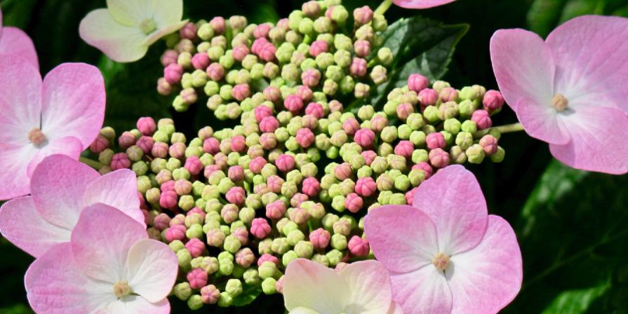 The Only Hydrangea Plant Guide You'll Need