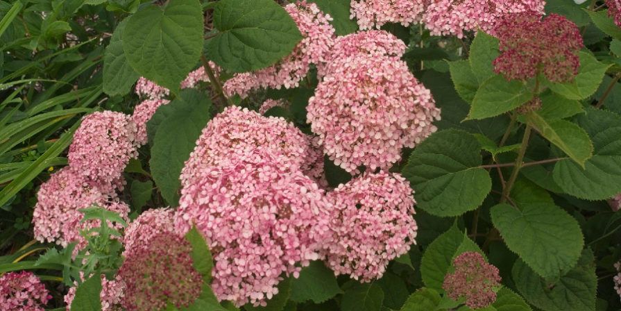 The Only Hydrangea Plant Guide You'll Need