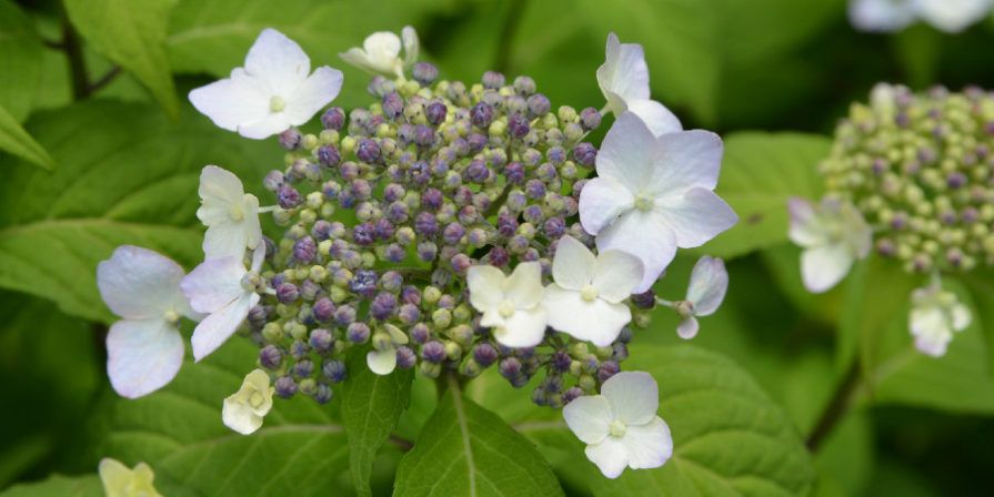 The Only Hydrangea Plant Guide You'll Need