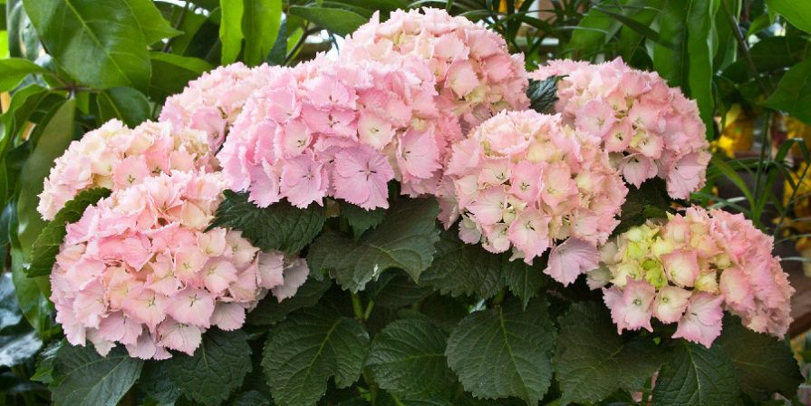The Only Hydrangea Plant Guide You'll Need