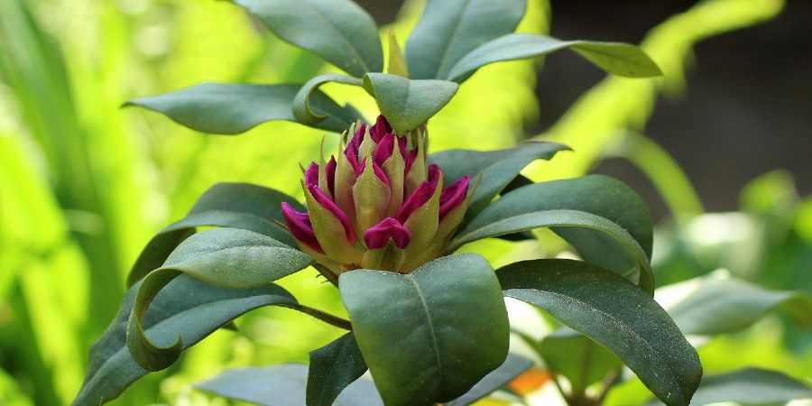 A Comprehensive Planting and Care Guide for Rhododendrons