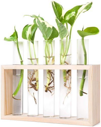 The Best Plant Propagation Station for Your Home