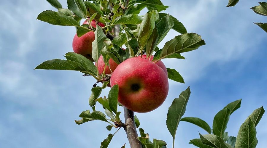 The Best Apple Picker Tool for Your Garden