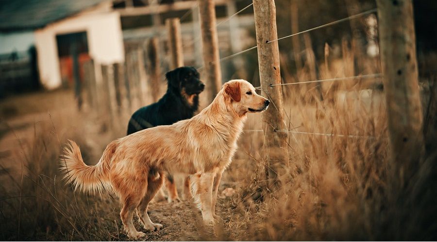 How to Keep Dogs From Digging Under the Fence