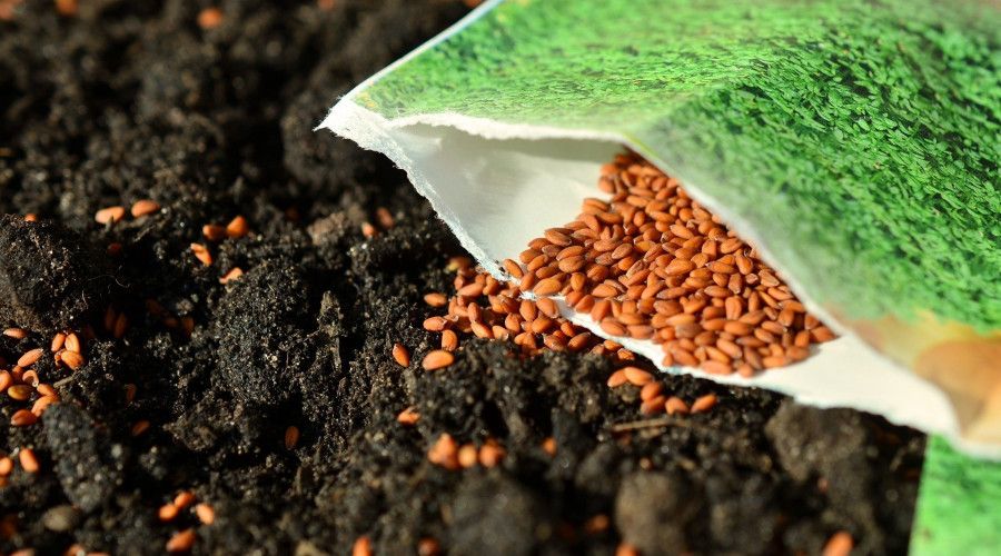 How to Make the Best DIY Seed Starting Mix