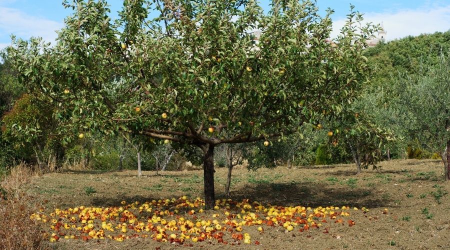 The 5 Best Fallen Apple Tools to Clean Up Your Yard