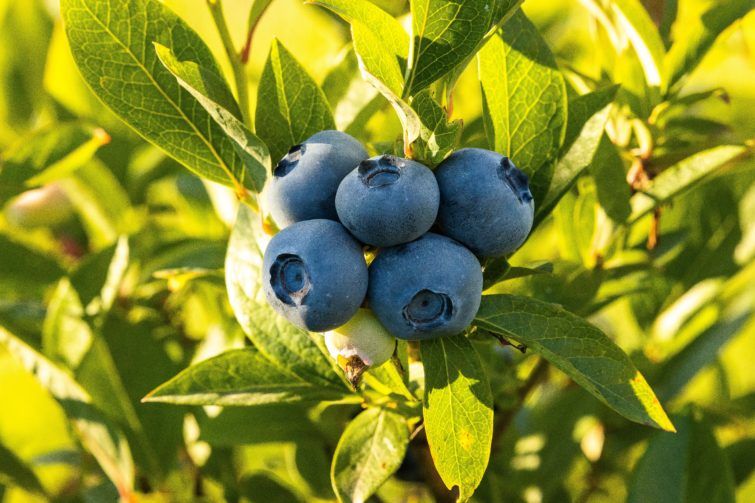 Our Guide to Harvesting Blueberries