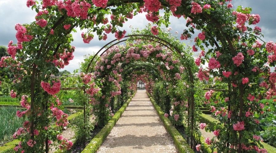 12 Beautiful and Eye-Catching Rose Garden Ideas