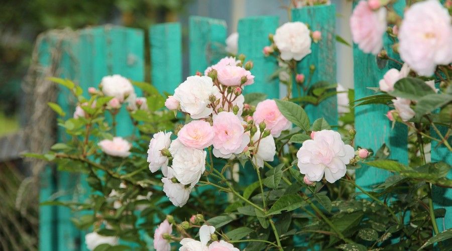 12 Beautiful and Eye-Catching Rose Garden Ideas