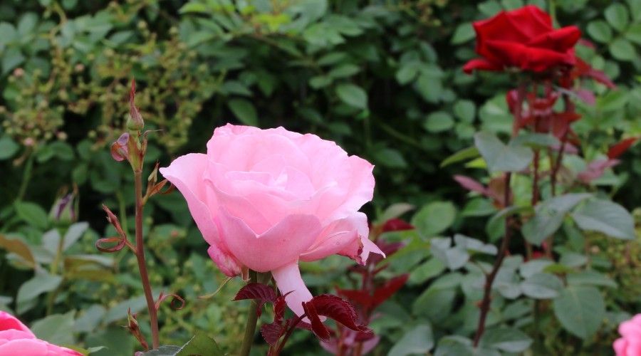 12 Beautiful and Eye-Catching Rose Garden Ideas