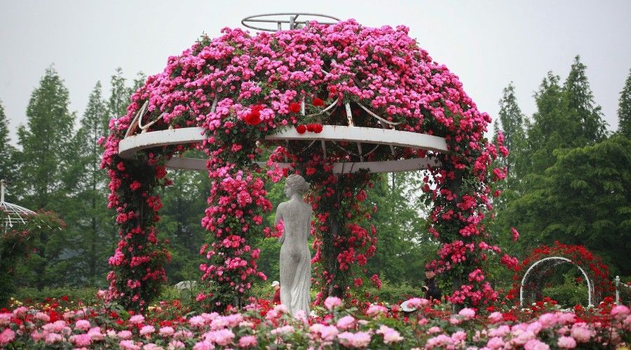 12 Beautiful and Eye-Catching Rose Garden Ideas