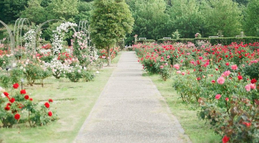 12 Beautiful and Eye-Catching Rose Garden Ideas