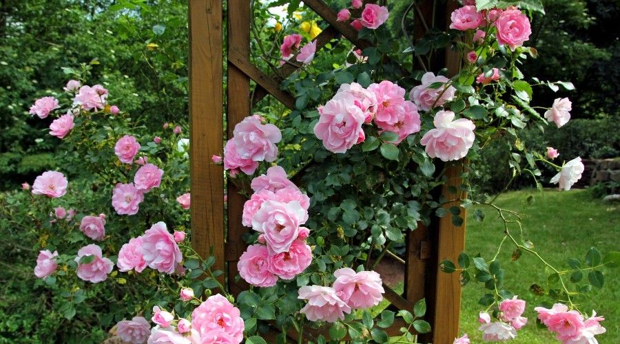 12 Beautiful and Eye-Catching Rose Garden Ideas