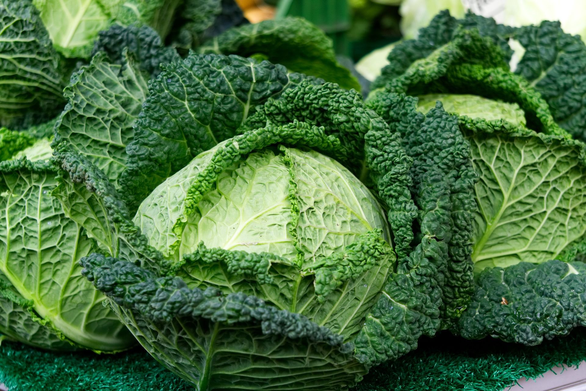 How to Plant and Grow Cabbage in Your Vegetable Garden