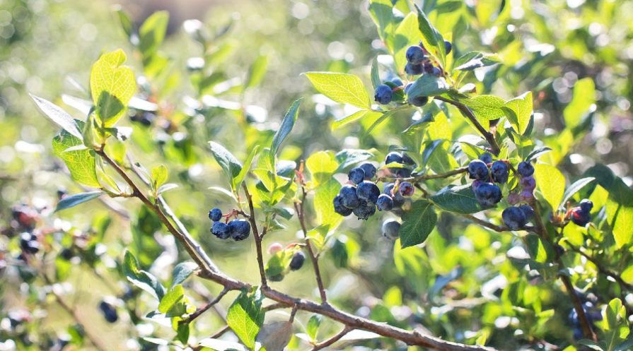 Our Guide to Harvesting Blueberries