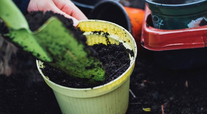 How to Care for Your Bonsai Tree