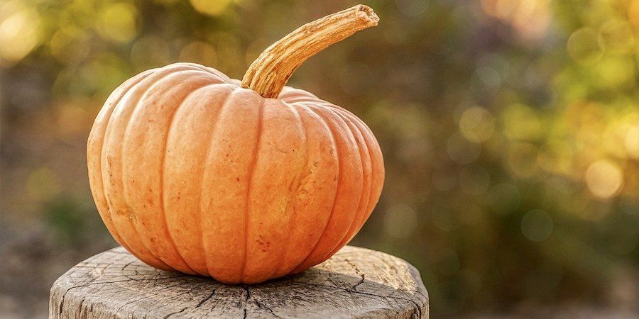 How to Keep My Pumpkin from Rotting