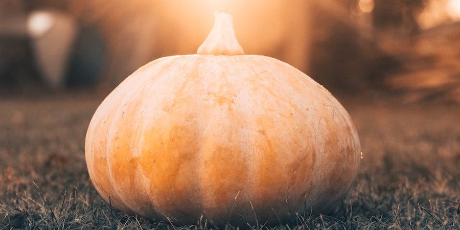 How to Keep My Pumpkin from Rotting