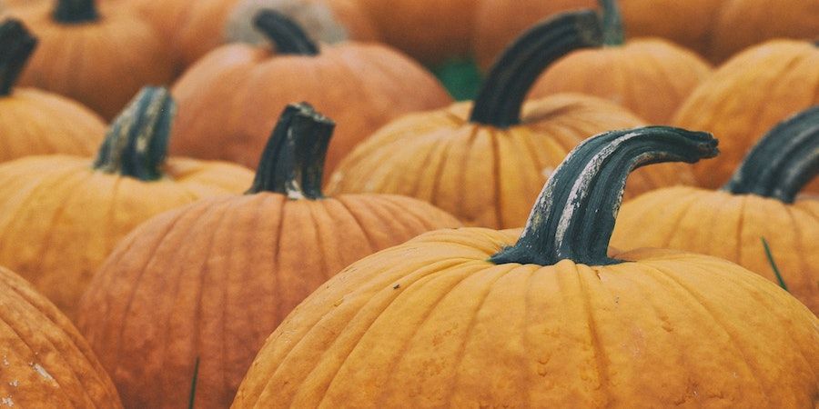 How to Keep My Pumpkin from Rotting