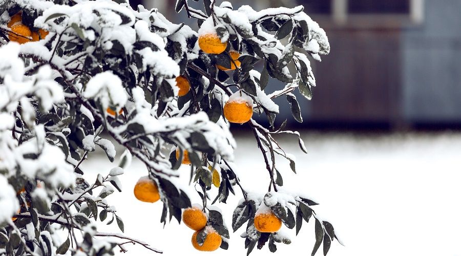 Winter Mulching: What Is It and Why You Should Do It