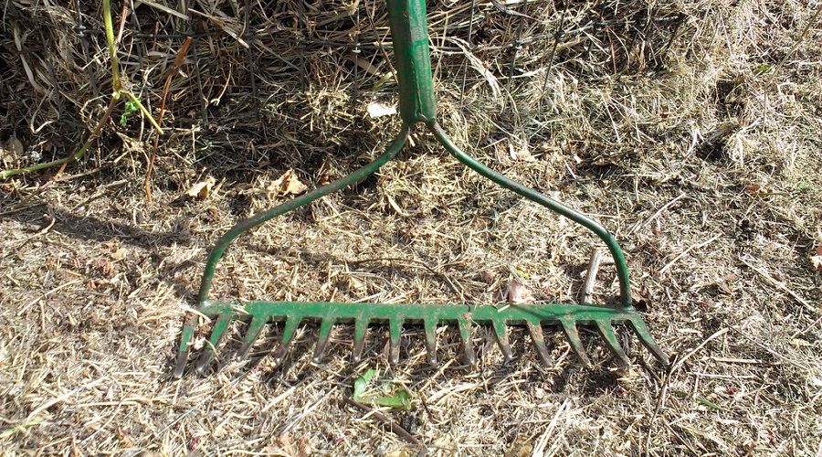 How To Prevent and Treat Snow Mold on Your Lawn