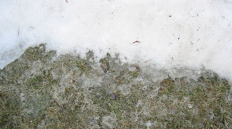 How To Prevent and Treat Snow Mold on Your Lawn