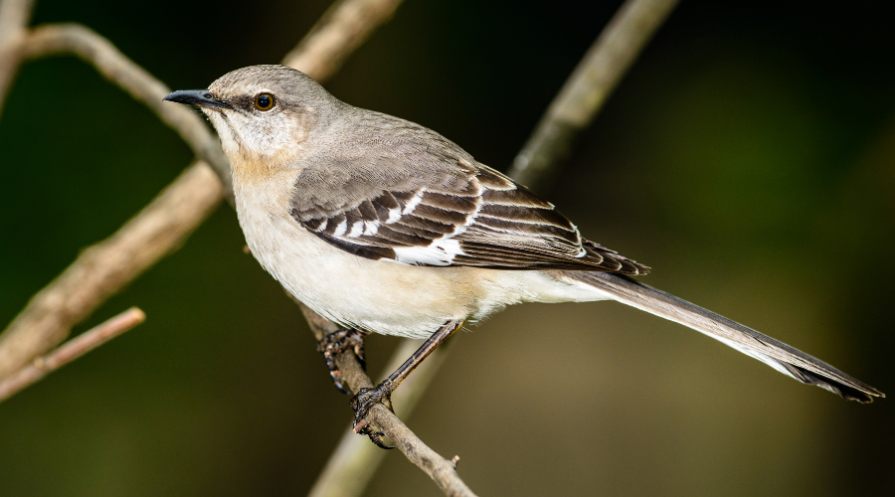 21 of the Most Common Backyard Birds