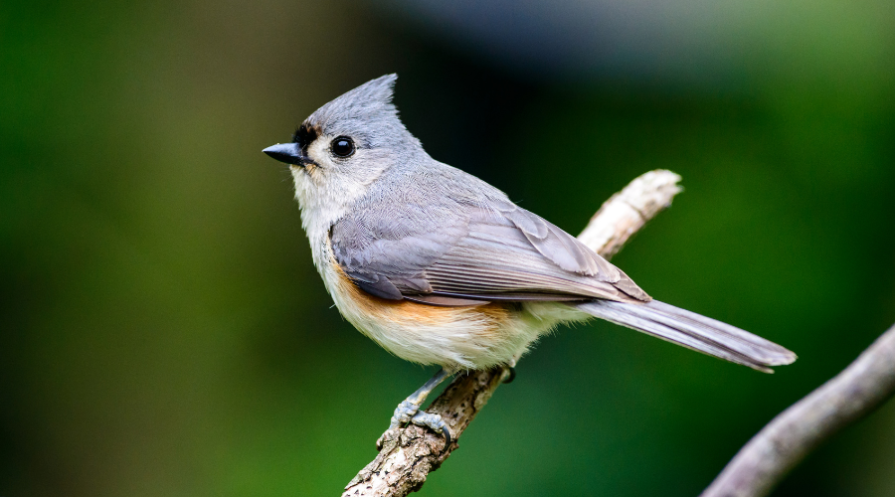 21 of the Most Common Backyard Birds