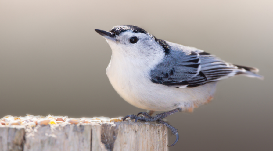 21 of the Most Common Backyard Birds