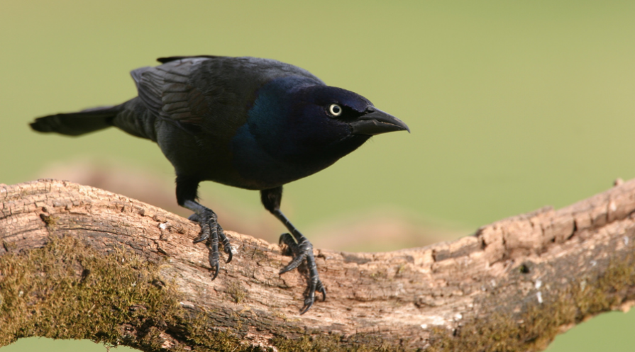 21 of the Most Common Backyard Birds